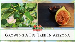 Growing A Fig Tree In Mesa AZ | A&P Nursery