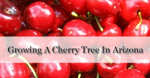 Growing A Cherry Tree In Arizona - A&P Nursery