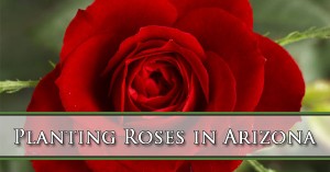 Planting Roses in Arizona | Mesa, Queen Creek, Gilbert