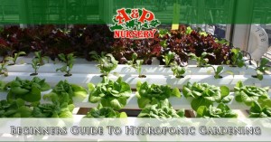 Beginners Guide To Hydroponic Gardening - A&P Nursery