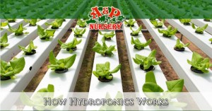How Hydroponics Works - A&P Nursery