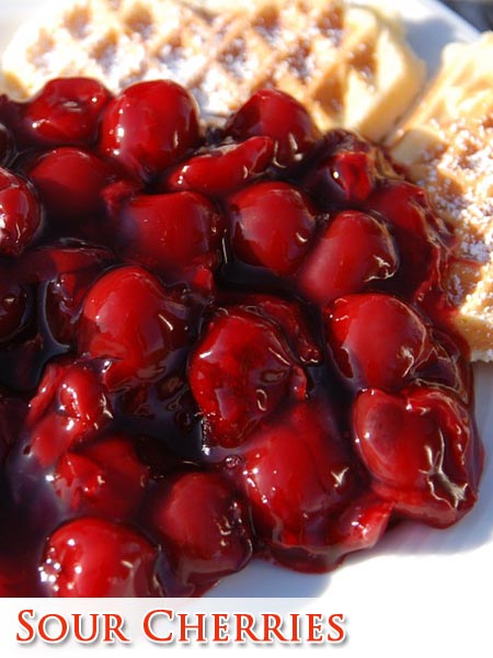 Growing A Cherry Tree In Arizona | A&P Nursery Mesa